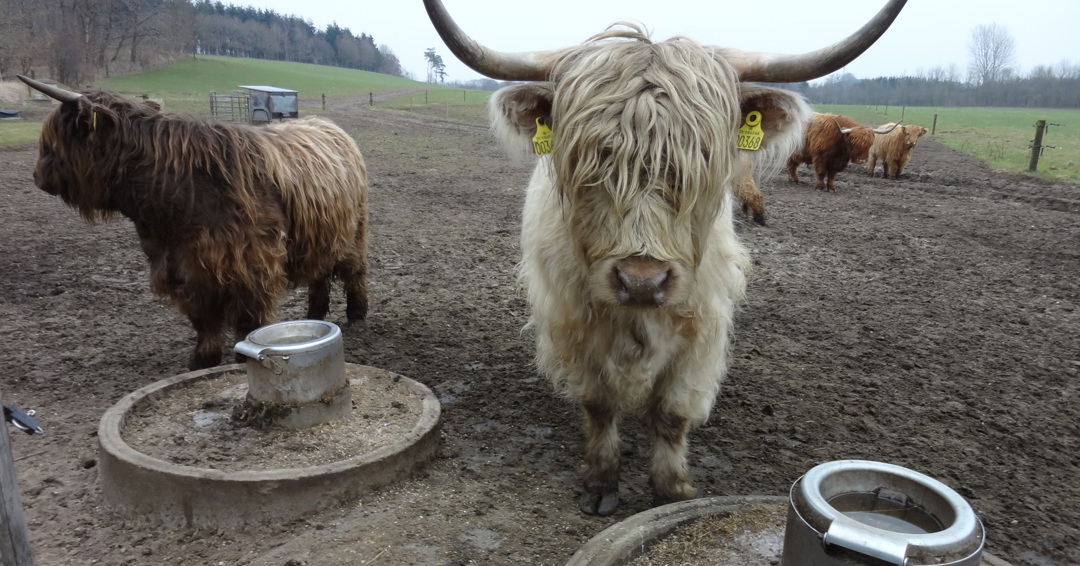 Frost-free drinking water supply on organic cattle farms