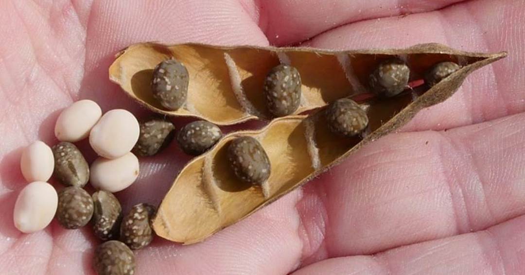 Lupin seeds as food