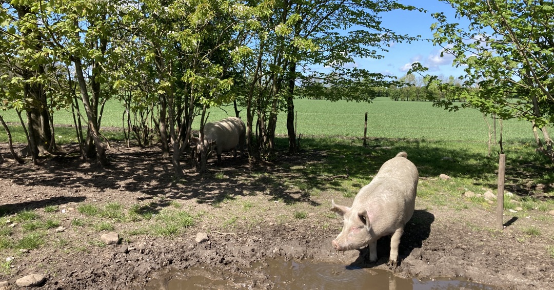 Tips for planting trees in pig paddocks