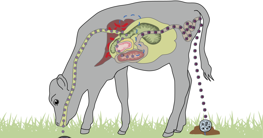 Leverikter hos kvæg