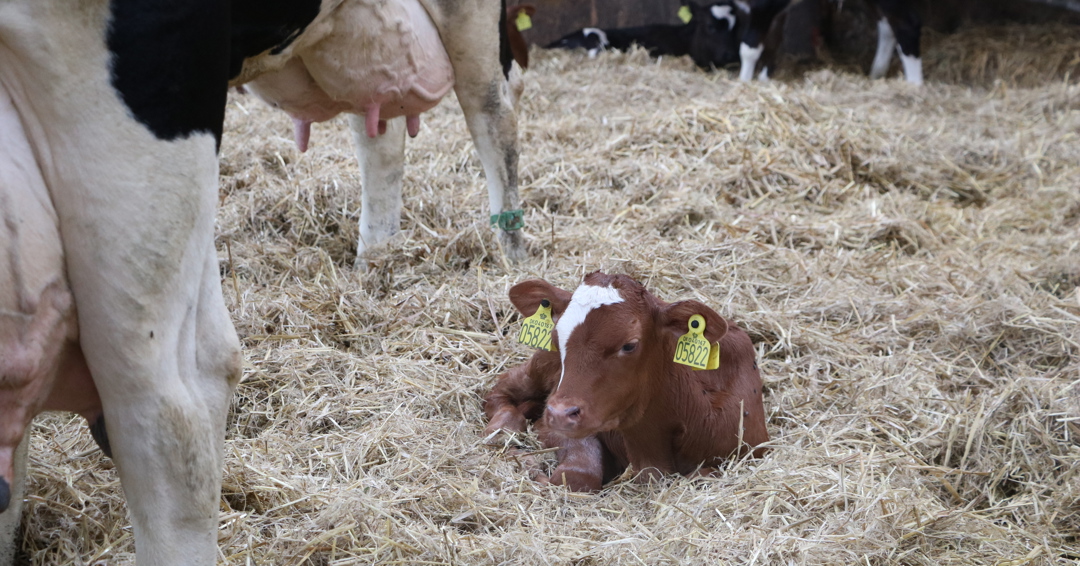 Ko-kalv kontakt på halvtid