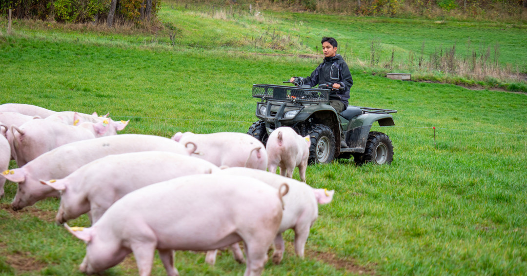 Handling free-ranged pigs safely and efficiently
