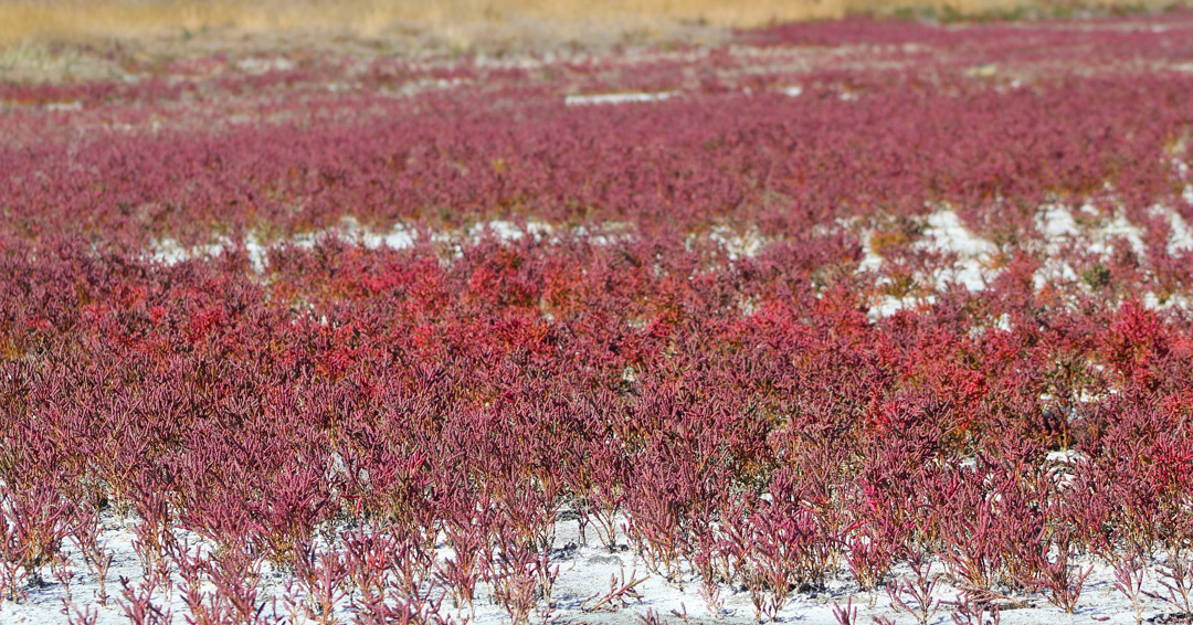 USA: Tang i foderet hæmmer metan fra økologiske køer