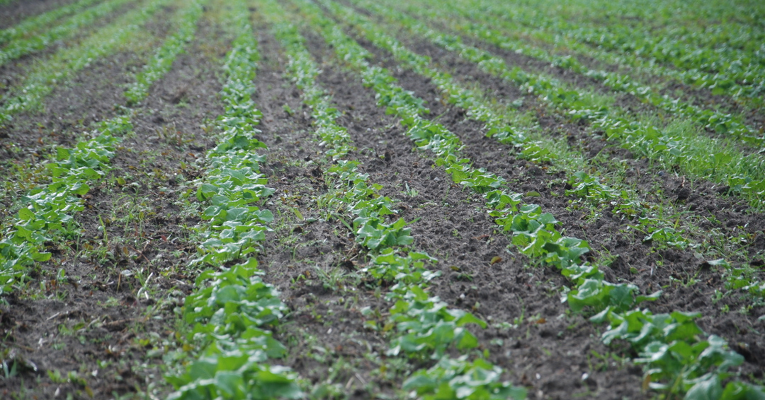 Gødningsstrategi for økologisk vinterraps