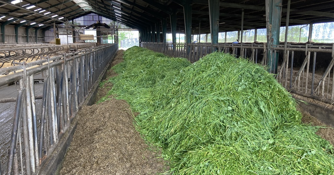 Fresh grass feeding for organic dairy cattle