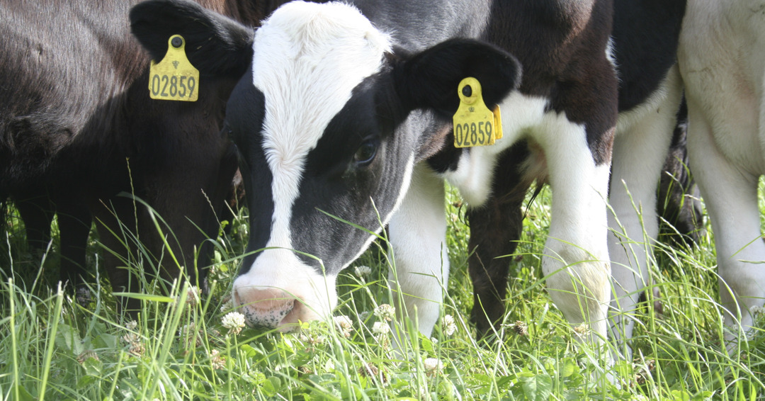 Beskyt små kalve på græs