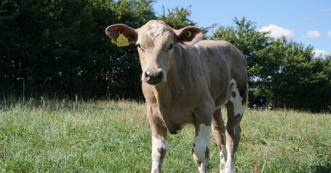 Øko-småkalve på græs – hvordan er reglerne?