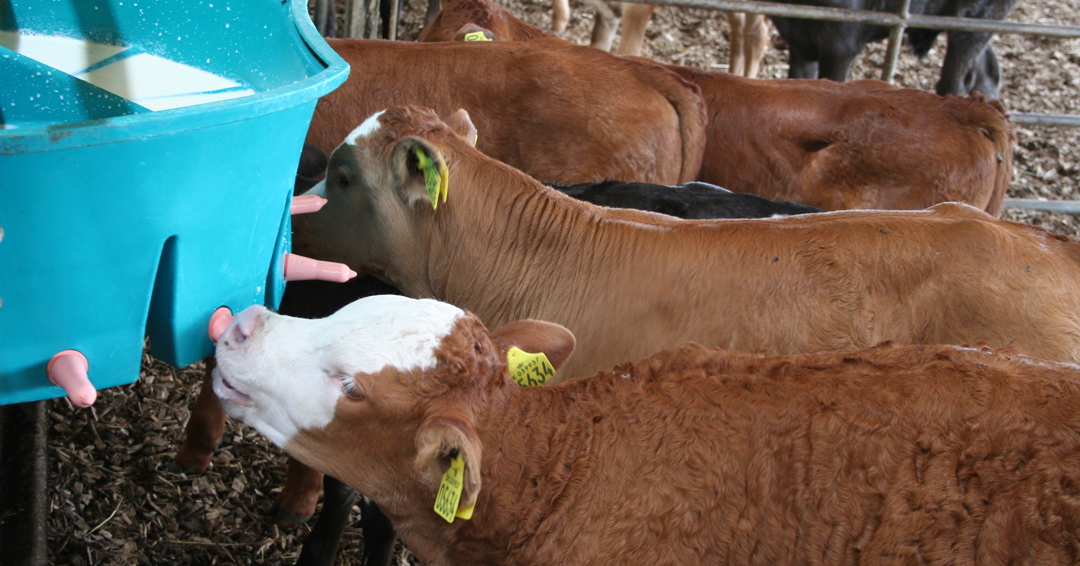 Organic calves' suckling needs