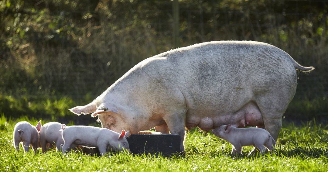 Low protein feed for organic free-ranged sows
